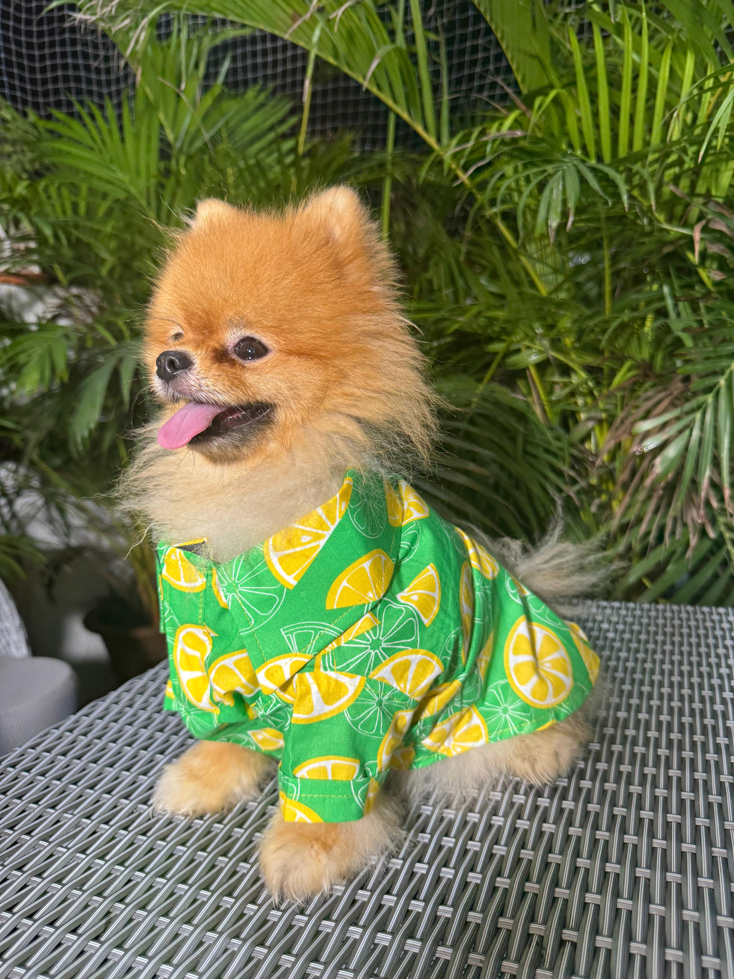 Zesty Citrus Dog Shirt – Zoie Boutique